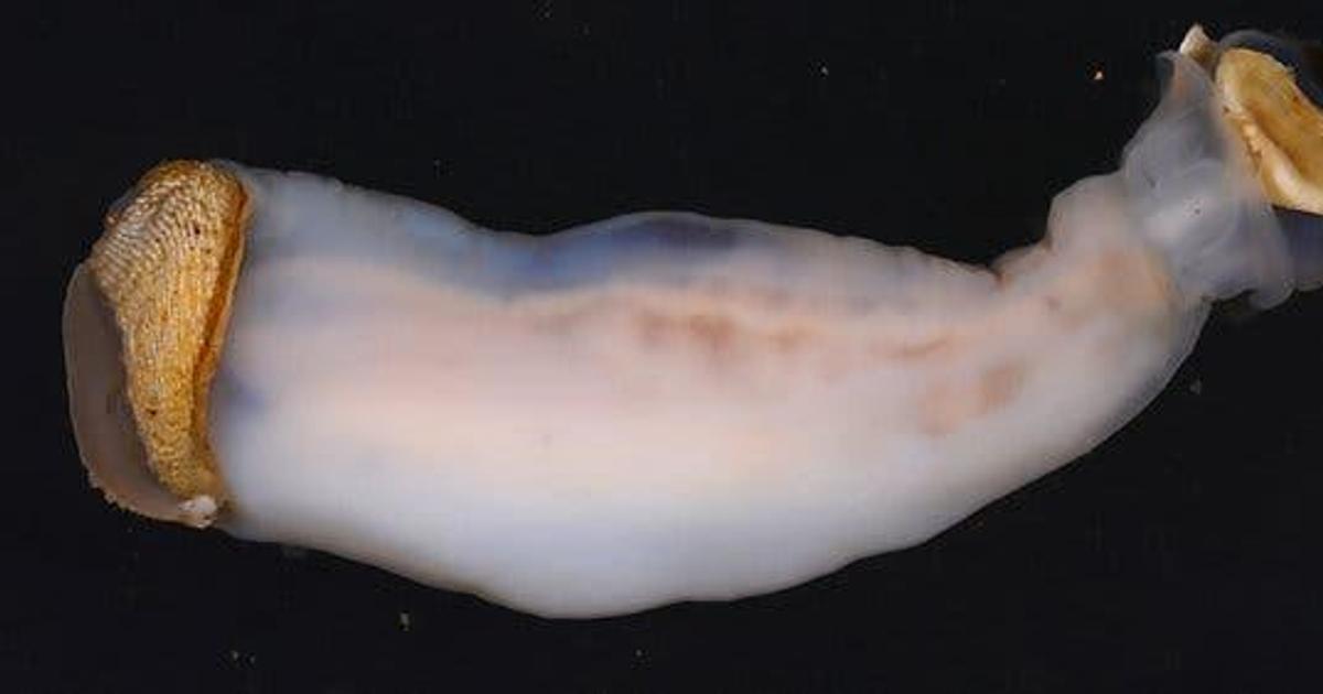 This creature eats stone, sand comes out the other end | Pulse Uganda