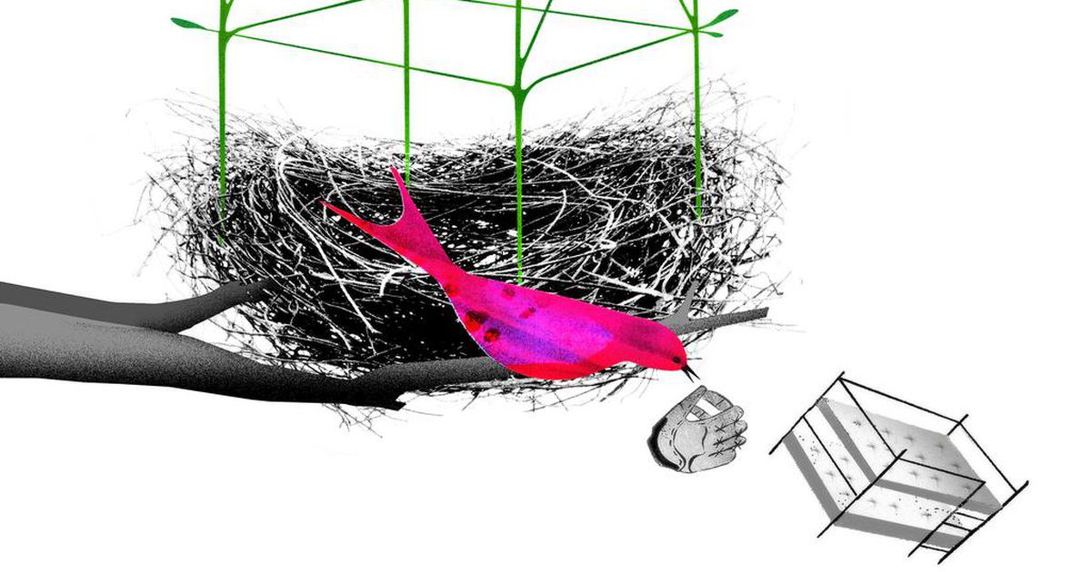 What to Do With Your Empty Nest? | Pulse Uganda