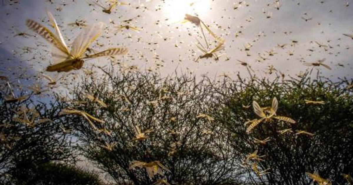 East African countries better prepared, but desert locust threat ‘not ...