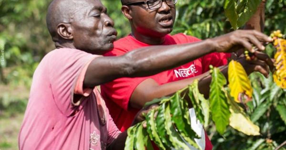 World Coffee Day: Nestlé Helps Boost Coffee Production in Africa ...
