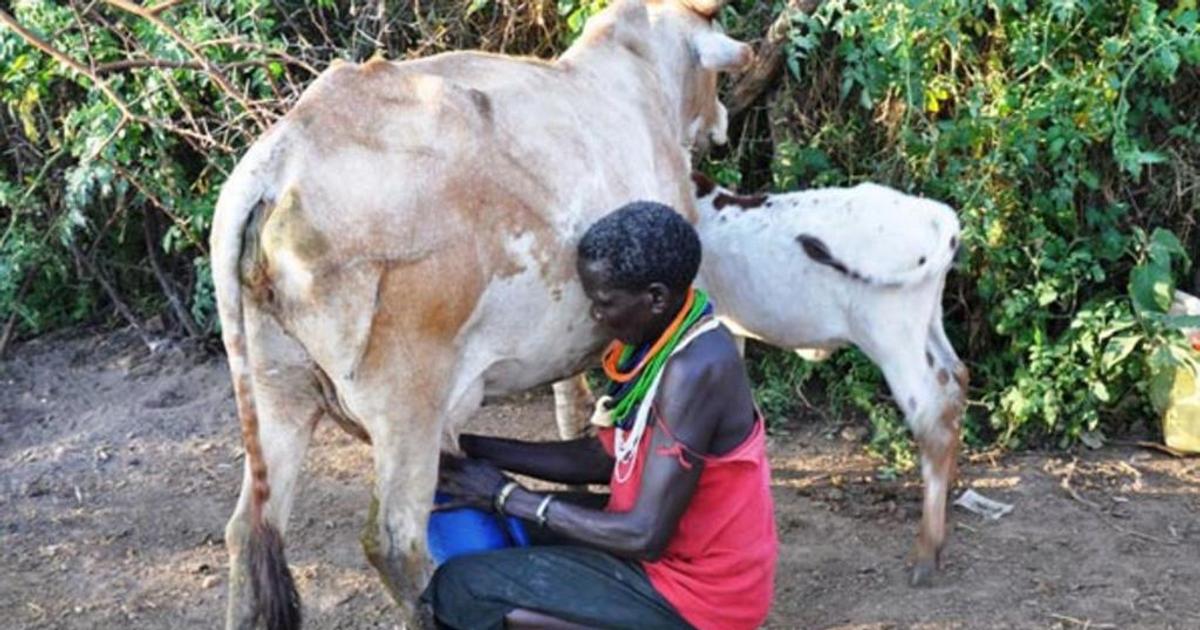 Uganda to export powdered milk to Algeria | Pulse Uganda