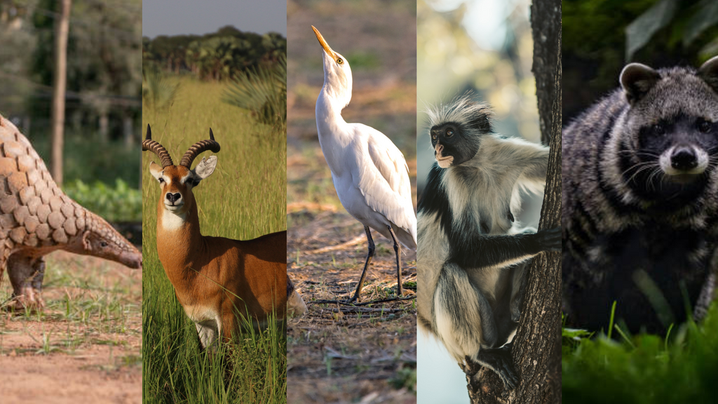 Meet the five longest-serving Buganda clans of the longest-serving ...