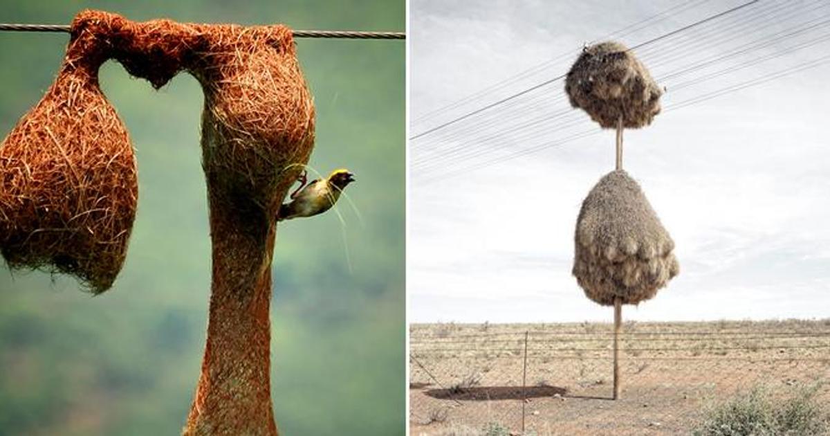10 impressive structures built by animals in the wild | Pulse Uganda