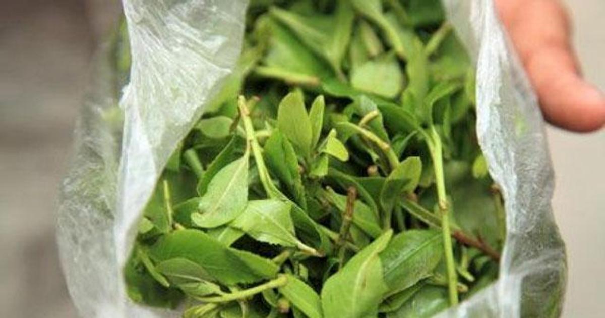 Mairungi growers seek to meet gov’t over nullified Narcotic Drugs Law ...
