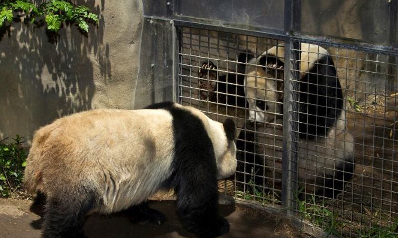US zoo to return beloved giant pandas to China | Pulselive Kenya
