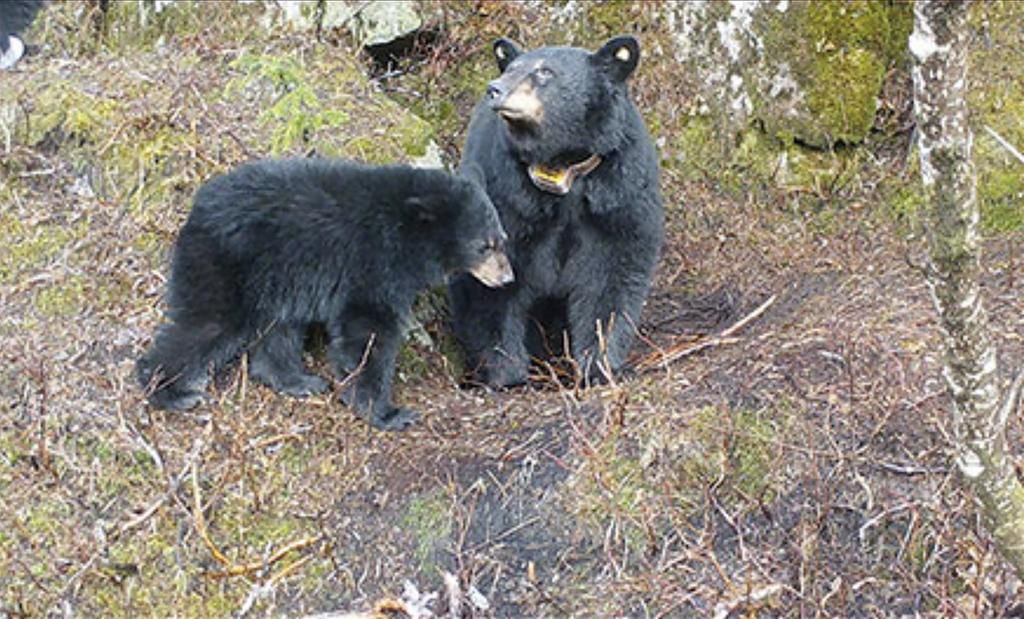 Alaskan gets 3 months for bear poaching | Pulselive Kenya