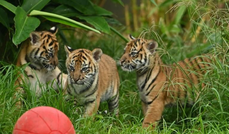 Rare Sumatran tiger cubs make public debut at Sydney zoo | Pulselive Kenya