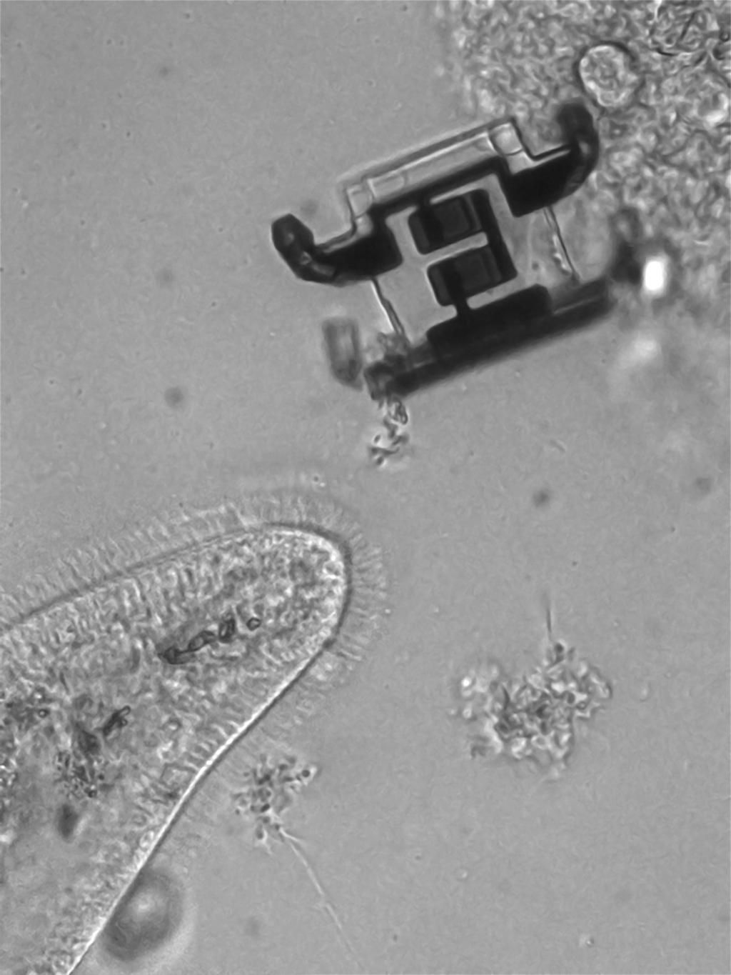 The Microbots Are on Their Way | Pulselive Kenya