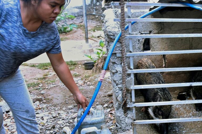 East Timor says swine fever outbreak kills hundreds of hogs | Pulselive ...