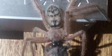 A Giant Hunstman Spider Was Spotted Eating A Pygmy Possum And I Am ...