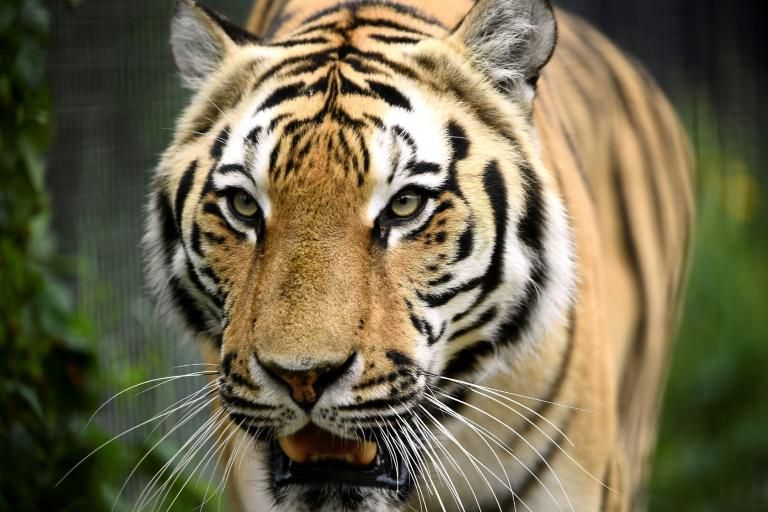 More than 2,300 tigers killed and trafficked this century: report ...