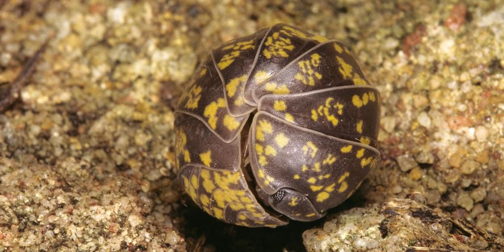 Watch Dr. Pimple Popper Pop a 'Roly Poly' Cyst from Her Patient's Neck ...