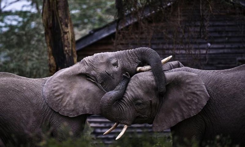Zimbabwe probes deaths of 12 elephants near Hwange park | Pulselive Kenya