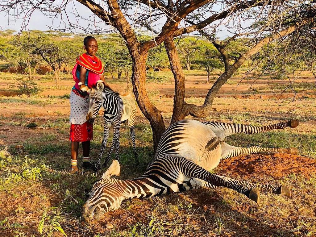 Hero behind rescued zebra foal whose mother died of postpartum ...