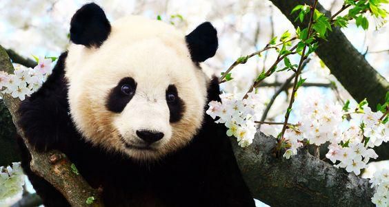 Here's what makes 'panda poop' the most expensive tea in the world ...